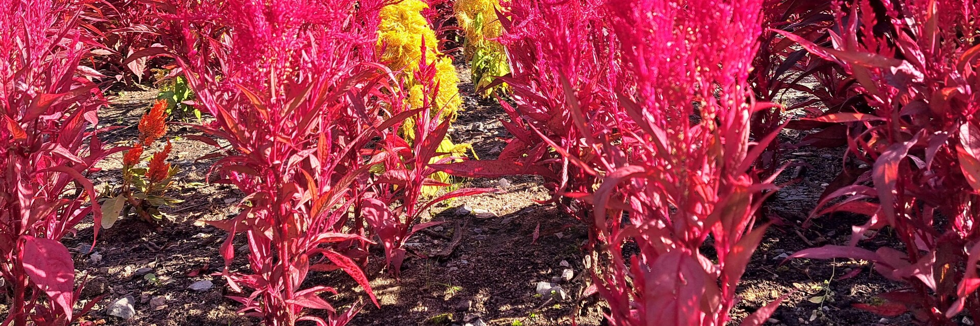 ArtStation - Nicolas Dubuisson