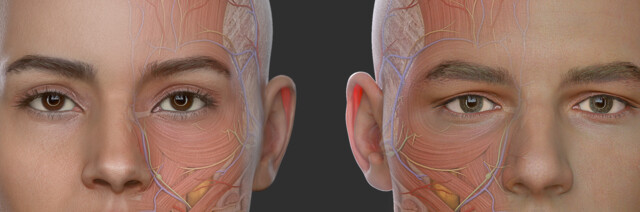 ArtStation - 3D4Medical by Elsevier